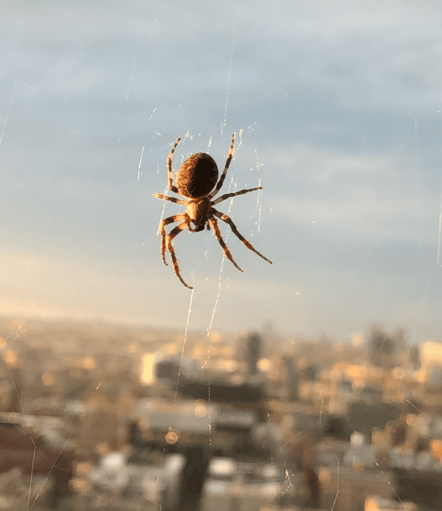 What Needs Pruning in Your Life? | Four Thousand Mondays